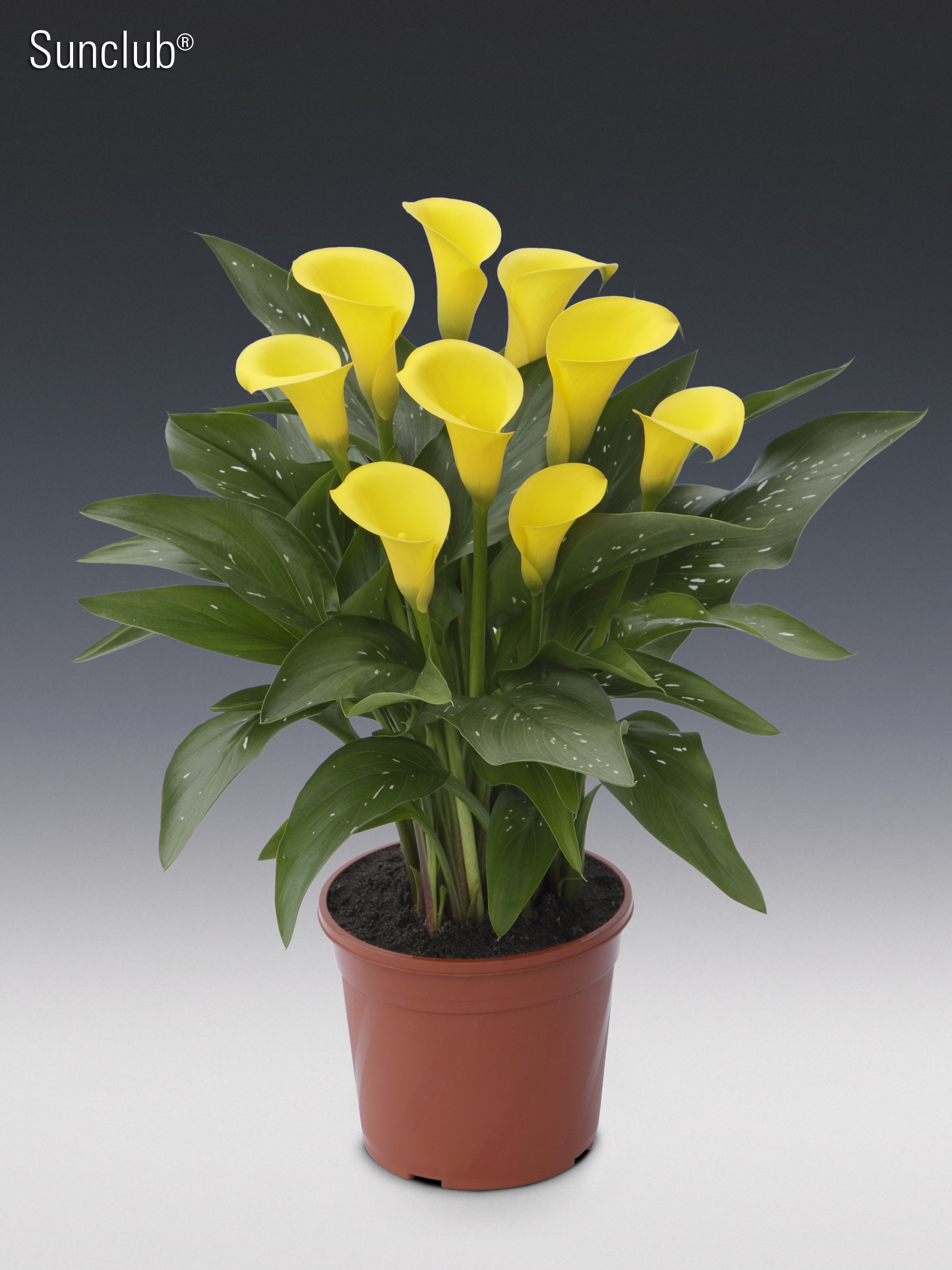 Calla Mini - Flamingo Holland Inc.