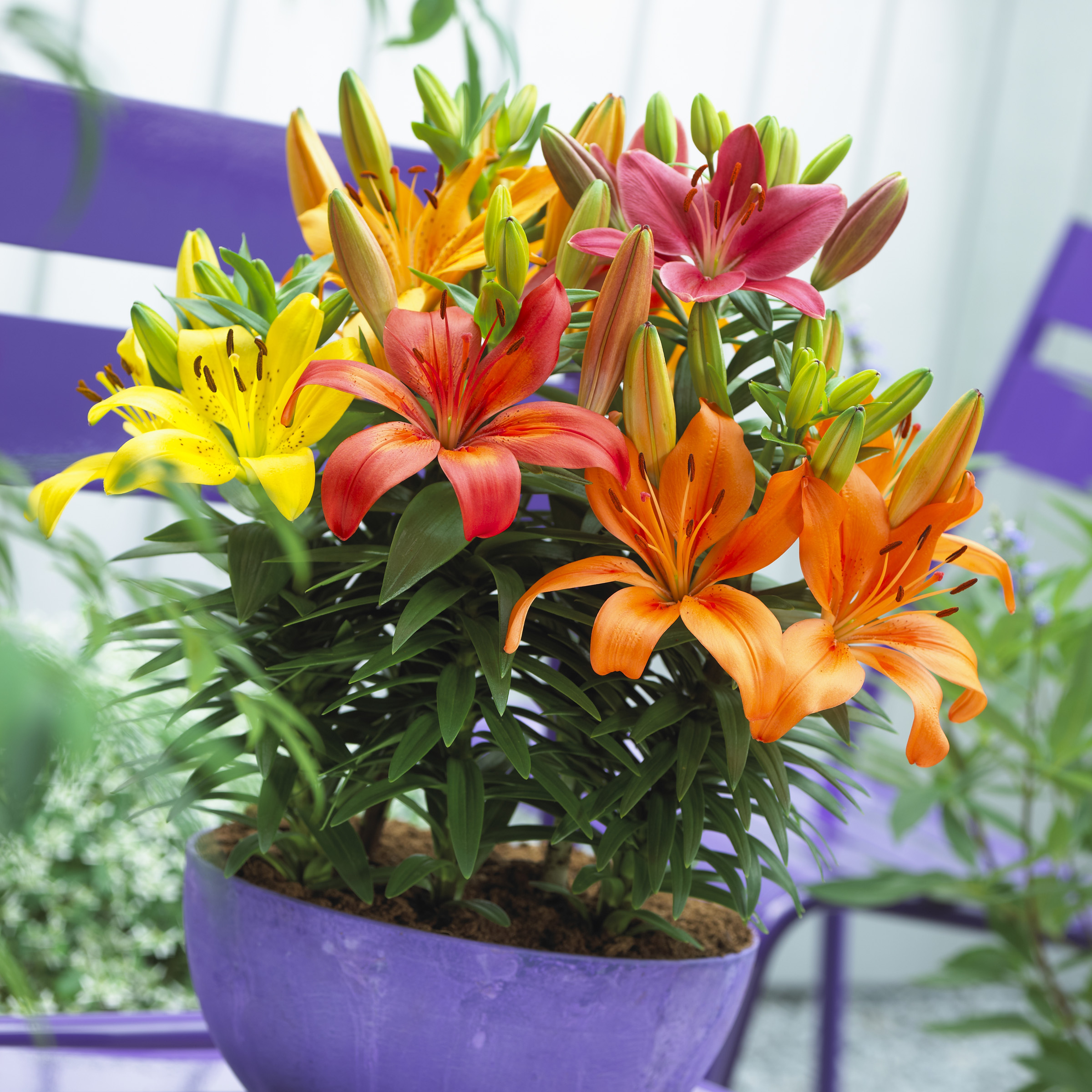 Matrix Series - Flamingo Holland Inc.