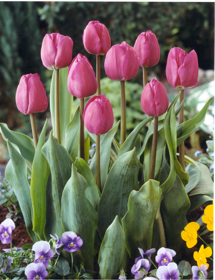 Cultivating Flower Bulbs - Flamingo Holland Inc.