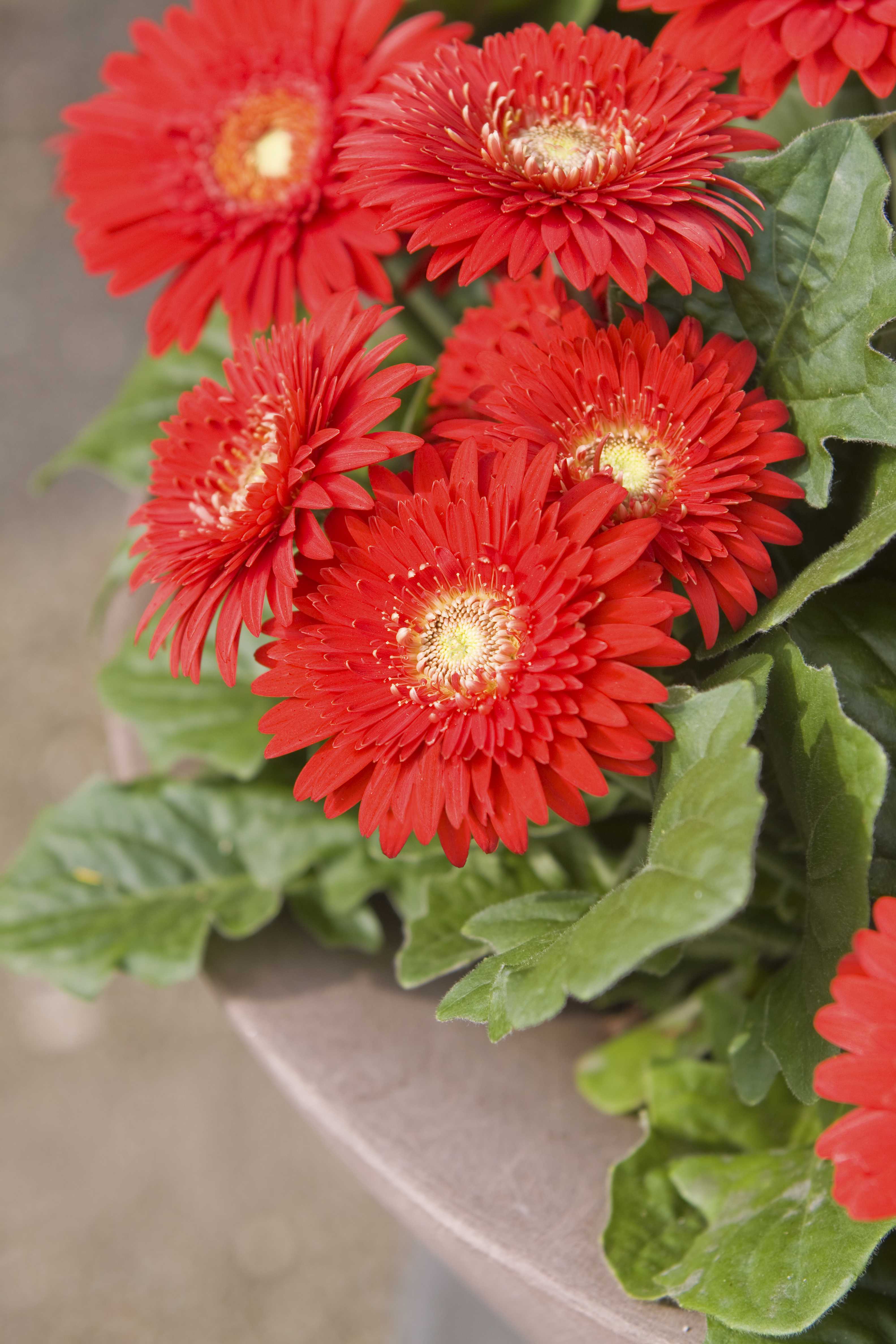 Cultivating Flower Bulbs - Flamingo Holland Inc.