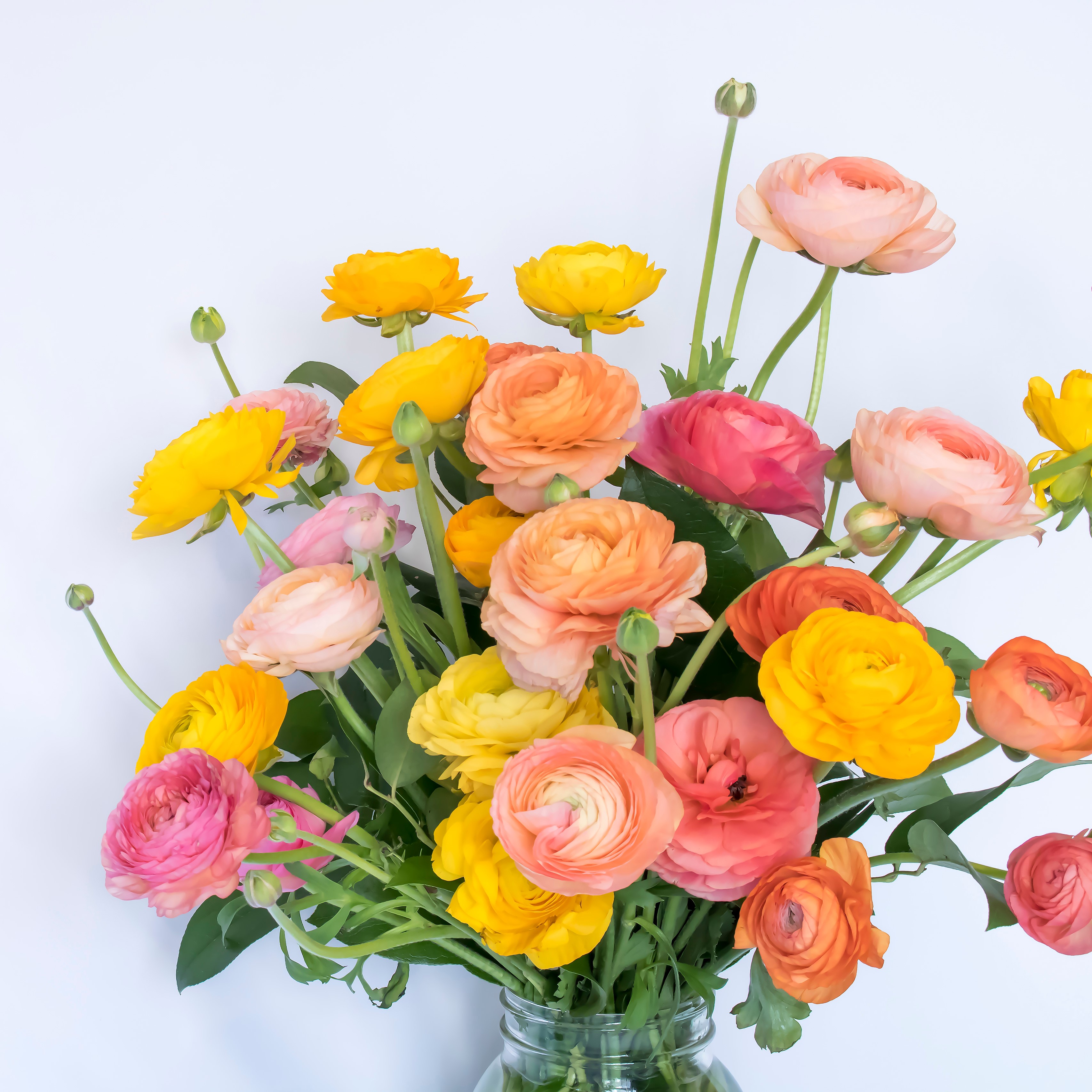 Tecolote® Ranunculus - Flamingo Holland Inc.